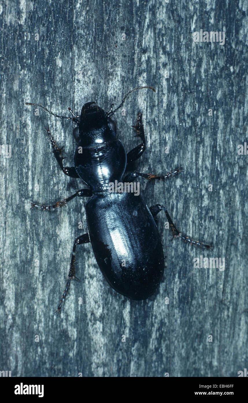 ground beetle (Broscus cephalotes Stock Photo - Alamy