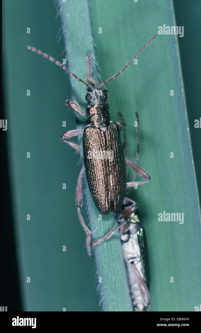 reed beetle (Donacia clavipes Stock Photo - Alamy