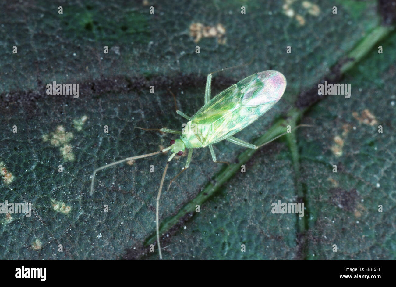mirid, capsid bug, plant bug (Malacocoris chlorizanus Stock Photo - Alamy