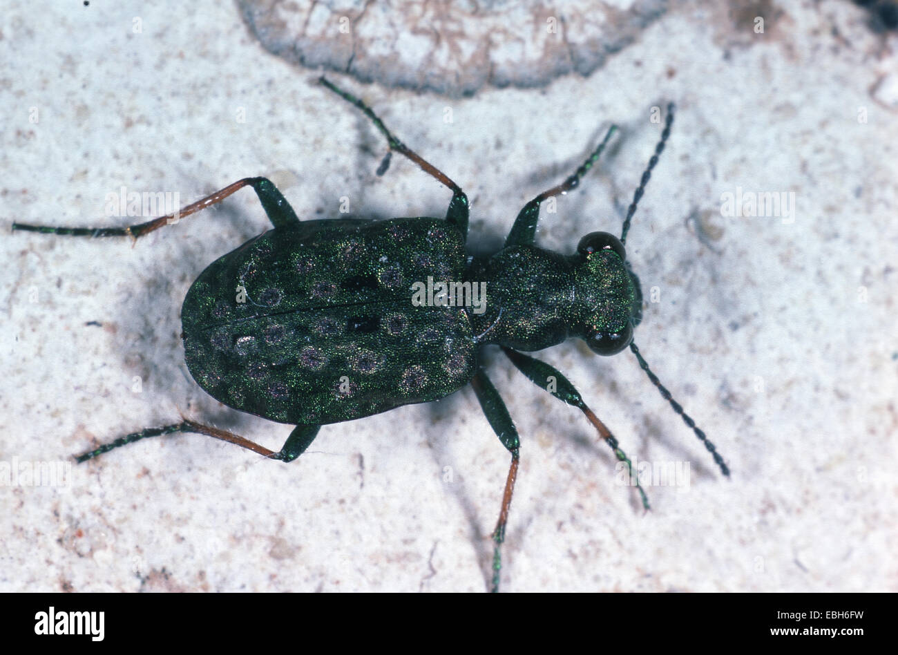 lesser wetland ground beetle (Elaphrus riparius Stock Photo - Alamy