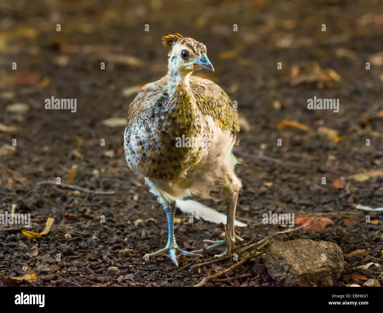 Common peafowl, Indian peafowl, blue peafowl (Pavo cristatus), chick on ...