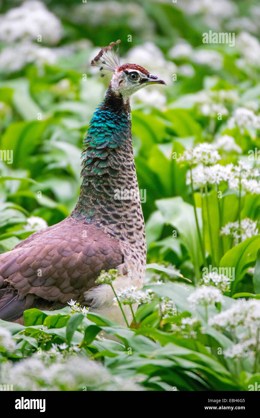 Common peafowl, Indian peafowl, blue peafowl (Pavo cristatus), female ...