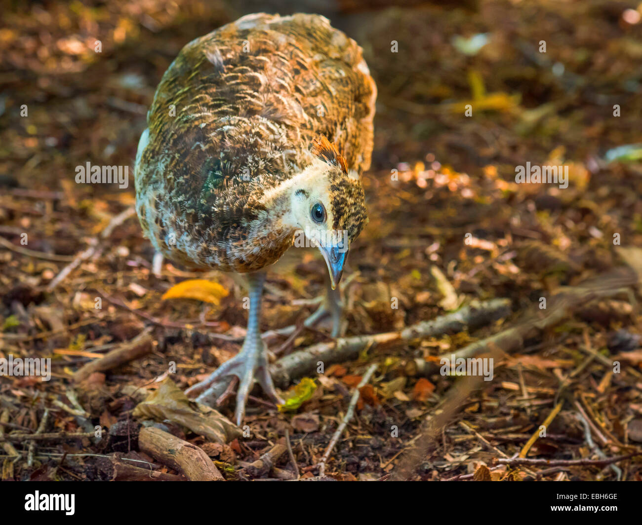 Common peafowl, Indian peafowl, blue peafowl (Pavo cristatus), chick on ...