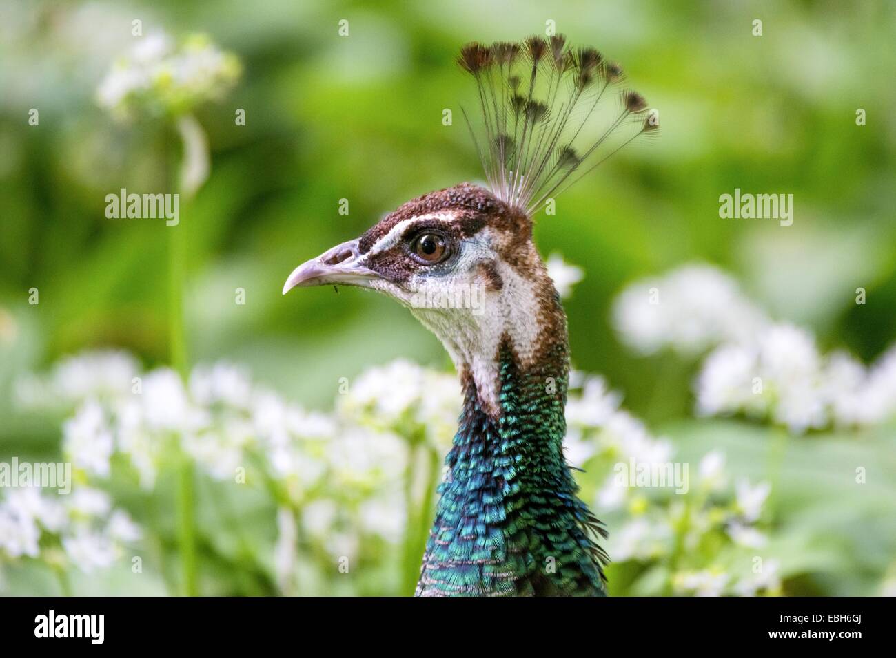 Common peafowl, Indian peafowl, blue peafowl (Pavo cristatus), female ...