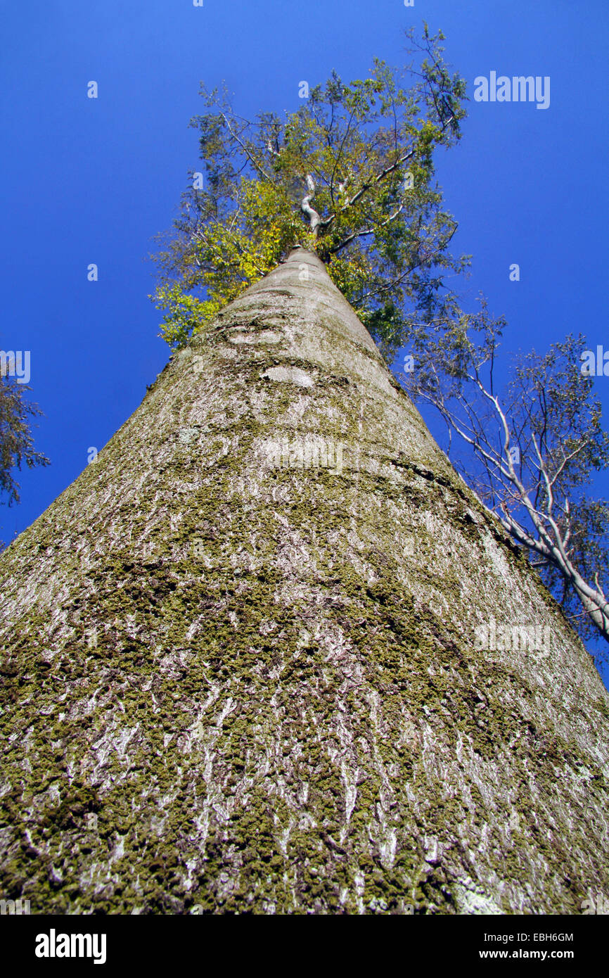 common beech (Fagus sylvatica), standard stem of an very old beech ...