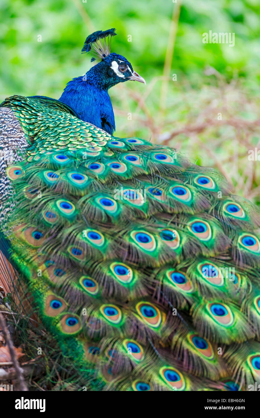 Common peafowl, Indian peafowl, blue peafowl (Pavo cristatus), male ...