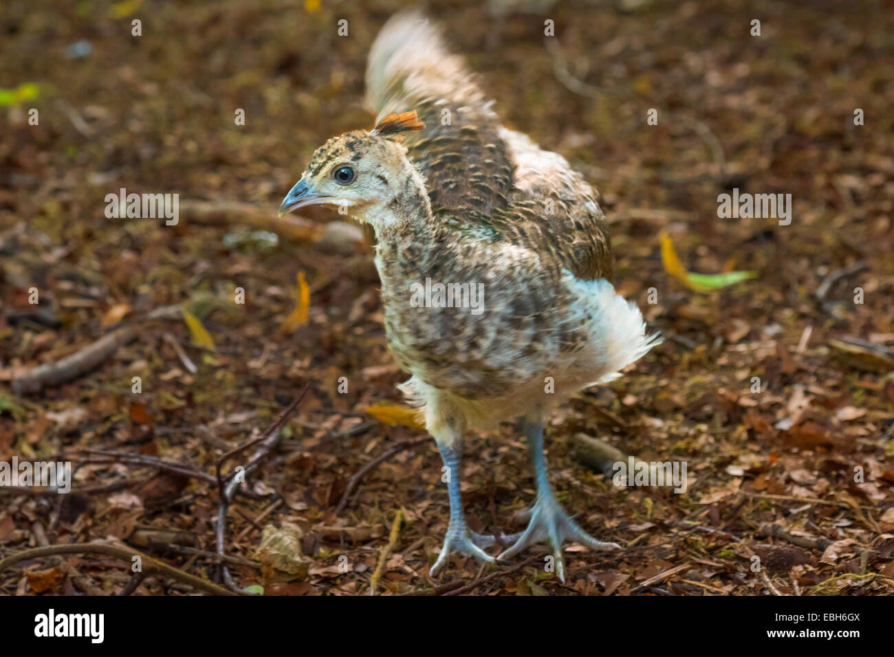 Common peafowl, Indian peafowl, blue peafowl (Pavo cristatus), chick on ...
