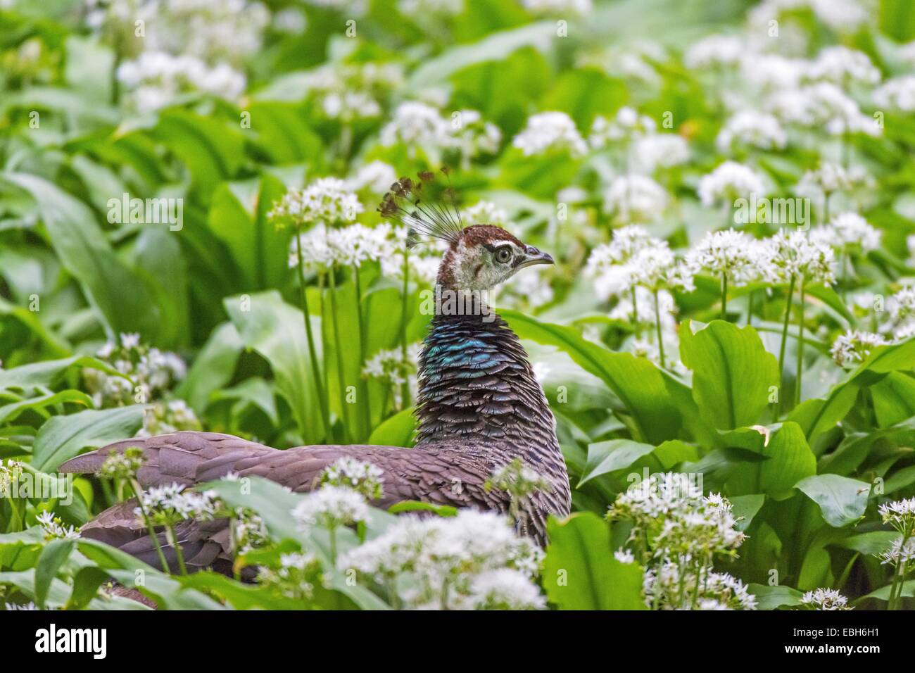 Common peafowl, Indian peafowl, blue peafowl (Pavo cristatus), female ...