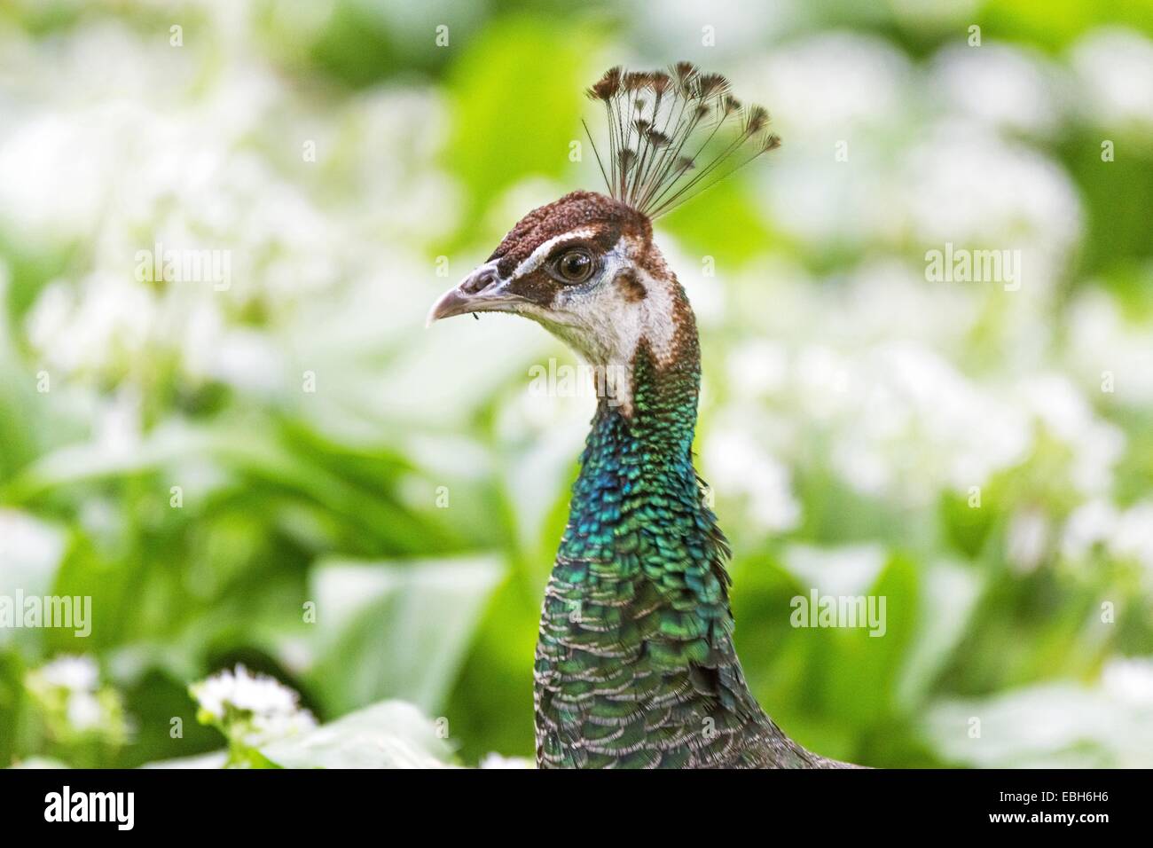 Common peafowl, Indian peafowl, blue peafowl (Pavo cristatus), female ...