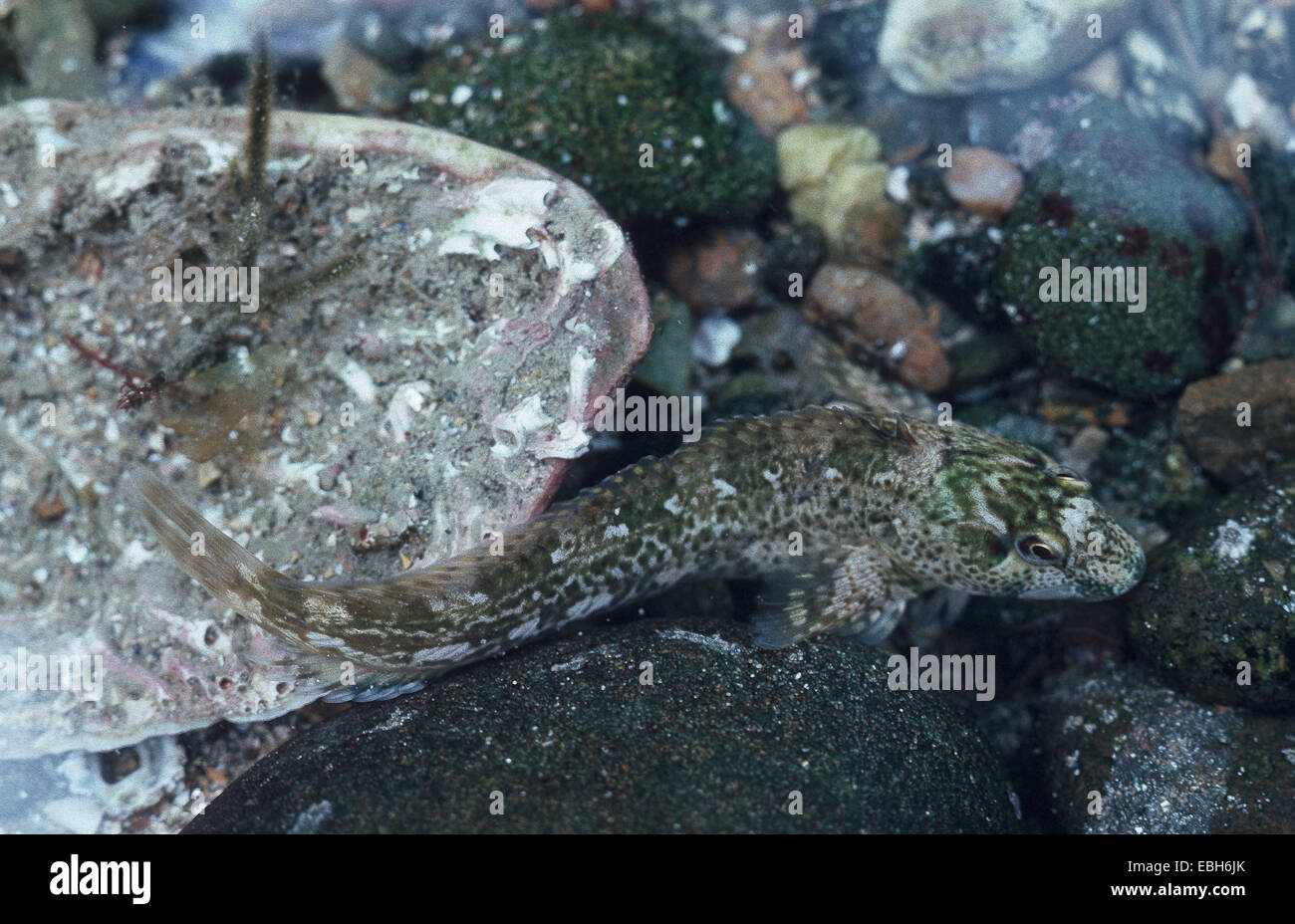 Shanny hi-res stock photography and images - Alamy