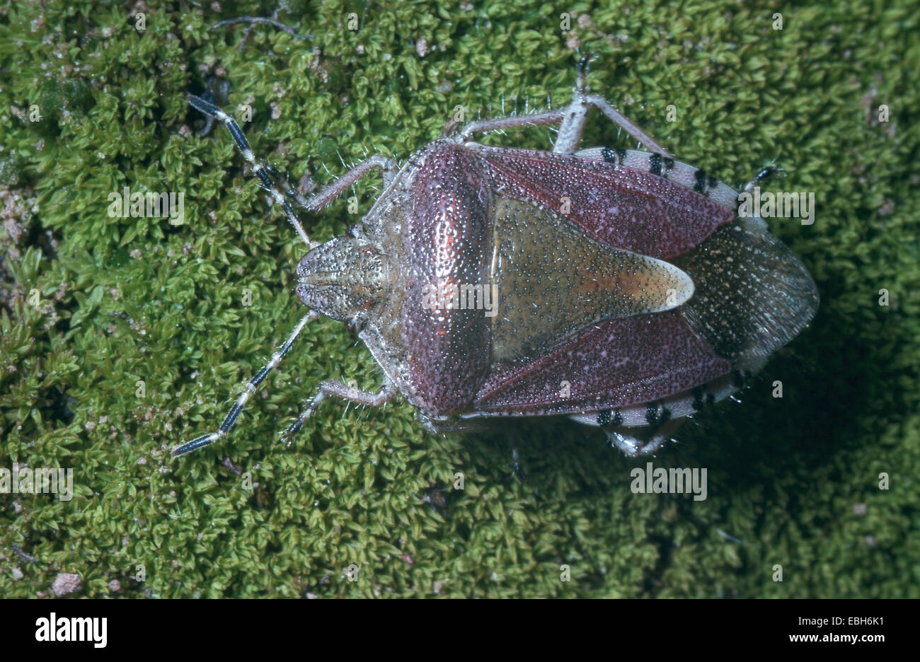 sloe bug, sloebug (Dolycoris baccarum Stock Photo - Alamy