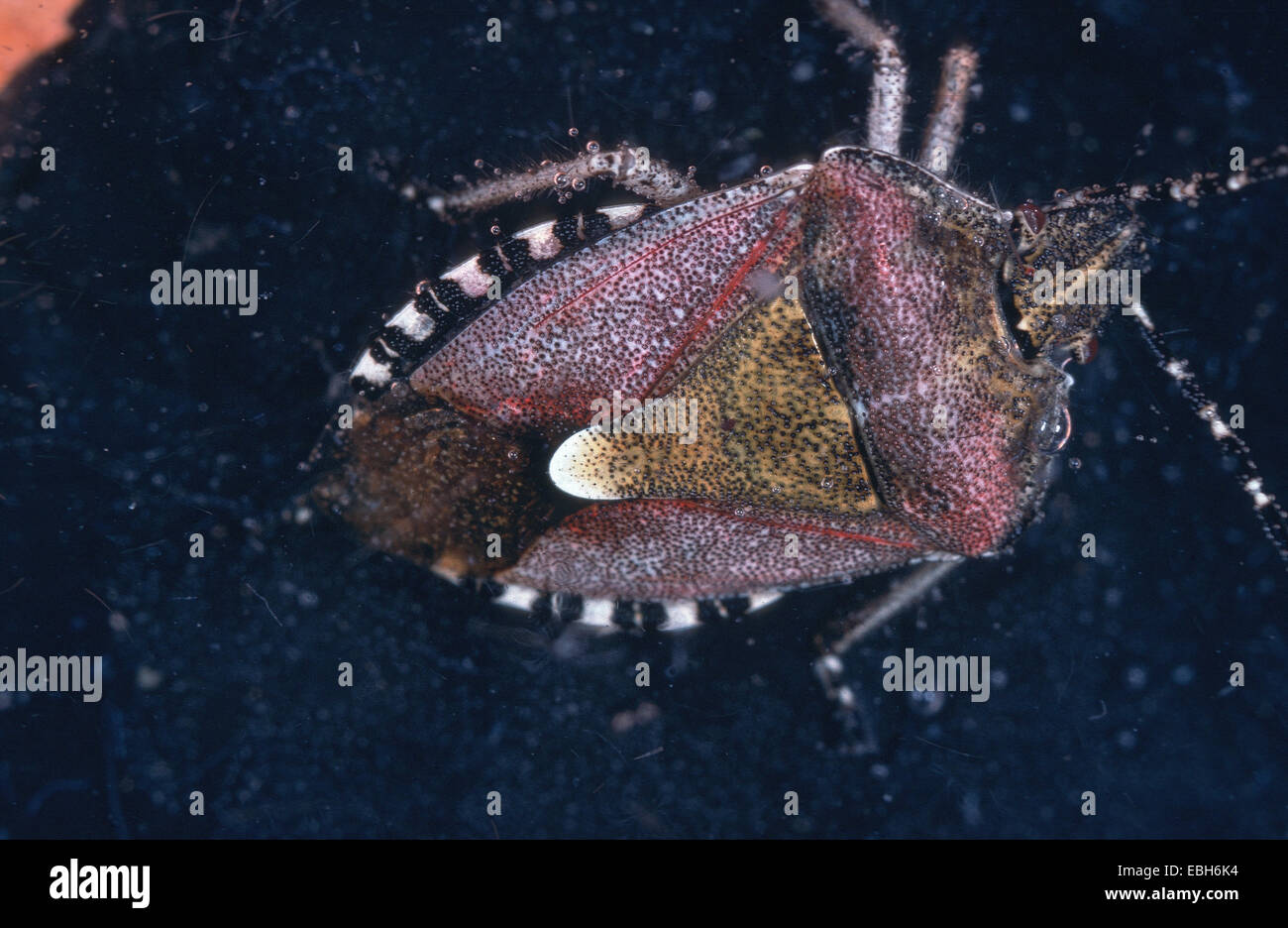 sloe bug, sloebug (Dolycoris baccarum Stock Photo - Alamy