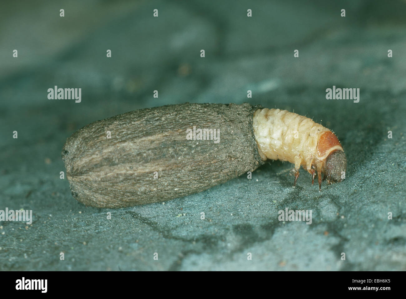 leaf beetle (Clytra quadripunctata), larva in coccon Stock Photo - Alamy