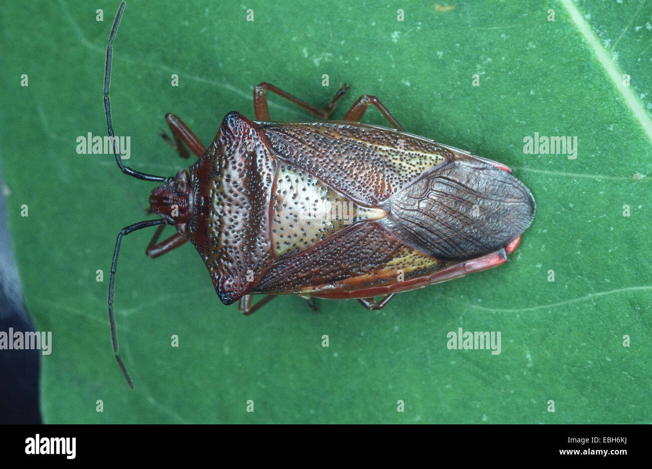 birch bug (Elasmostethus interstinctus Stock Photo - Alamy