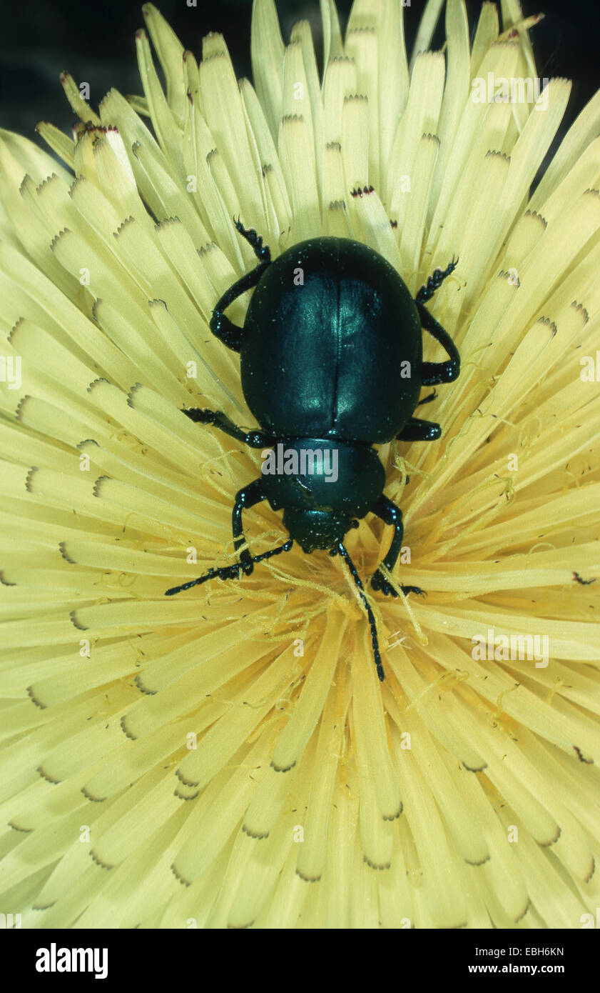 leaf beetle (Timarcha nicaeensis Stock Photo - Alamy