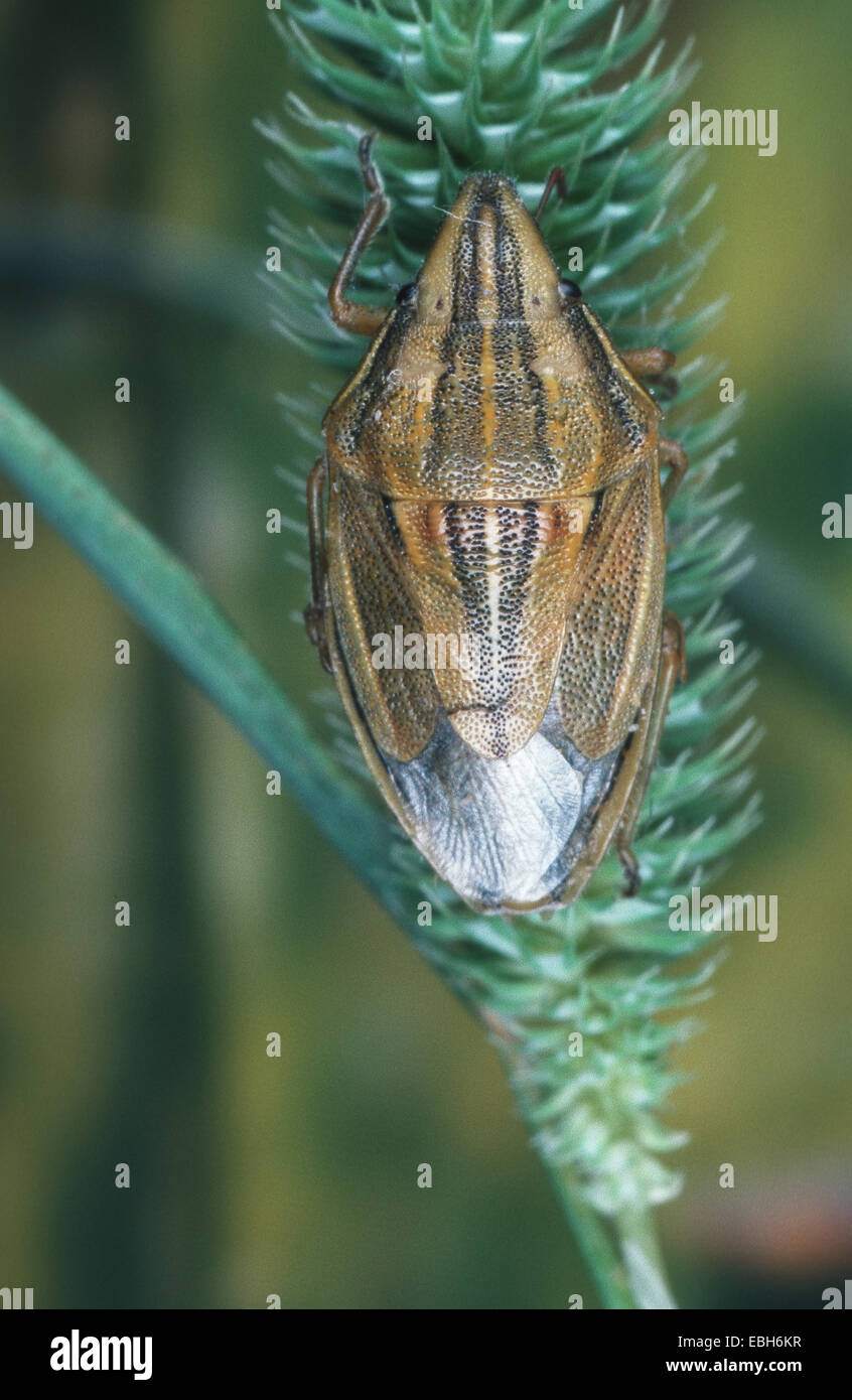 Bishops mitre, Bishops mitre bug (Aelia acuminata Stock Photo - Alamy