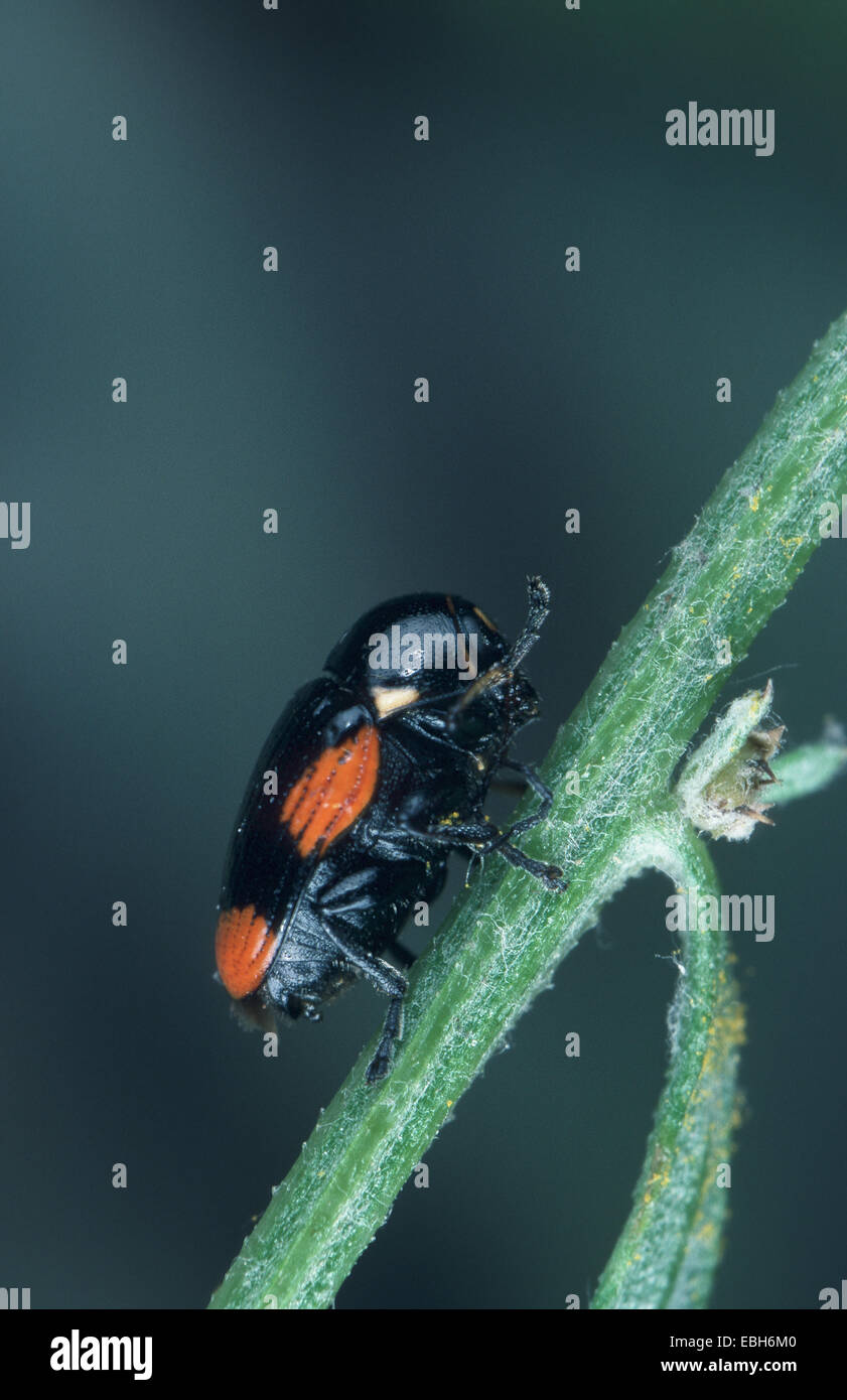 beetle (Cryptocephalus moraei Stock Photo - Alamy