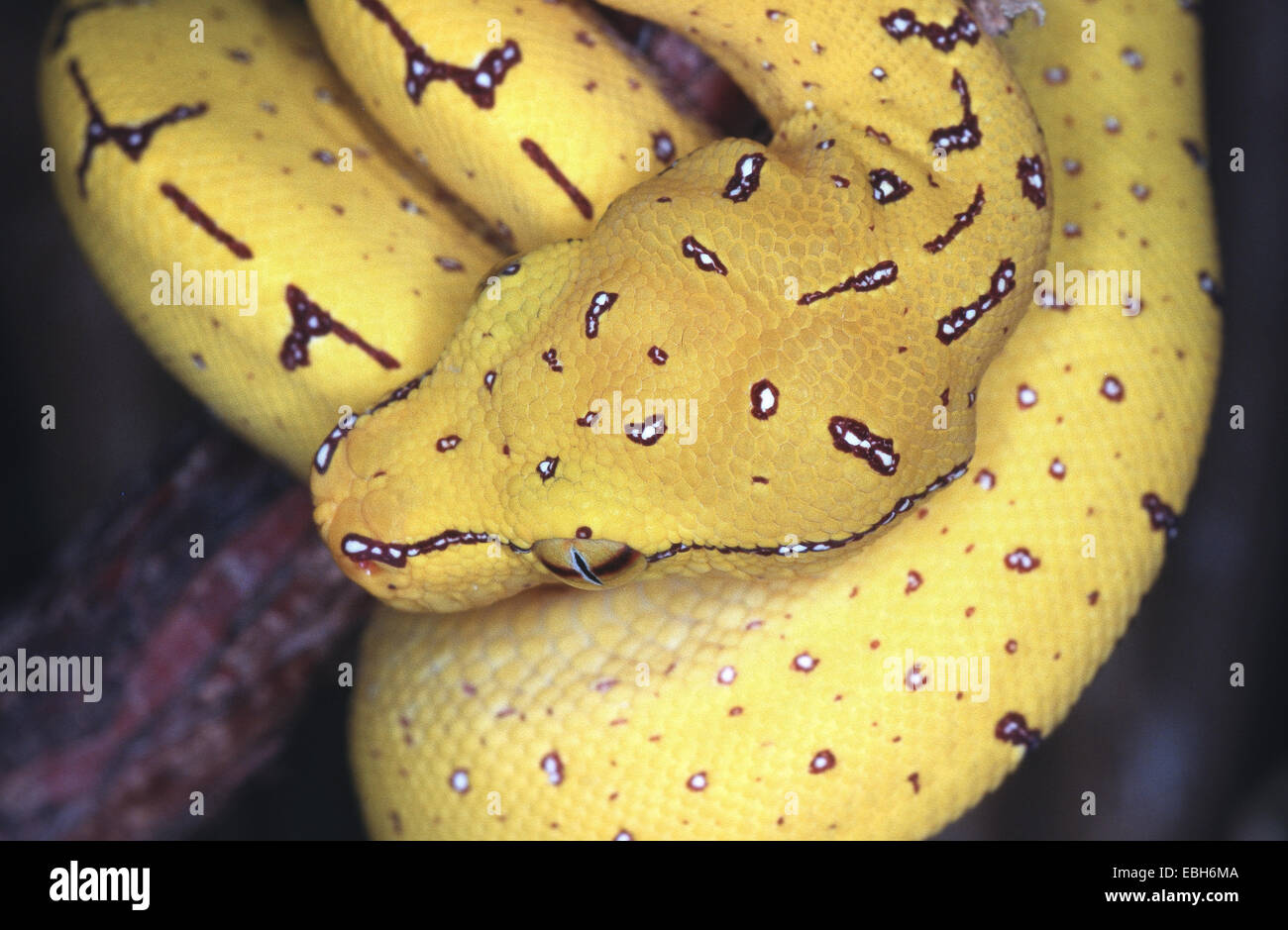 Green Tree Python (Chondropython viridis Stock Photo - Alamy