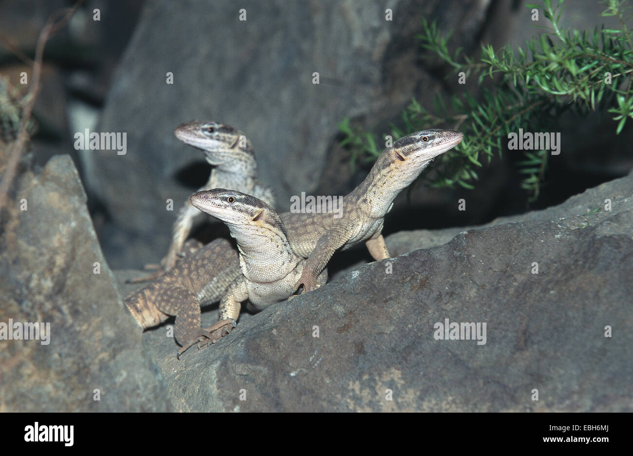 Spiny tailed monitor varanus acanthurus hi-res stock photography and images - Alamy