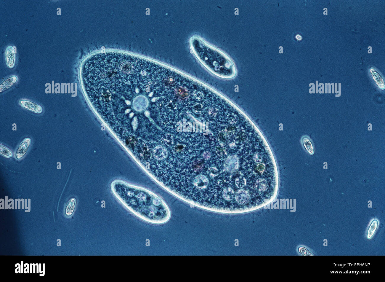 Slipper animalcules hi-res stock photography and images - Alamy