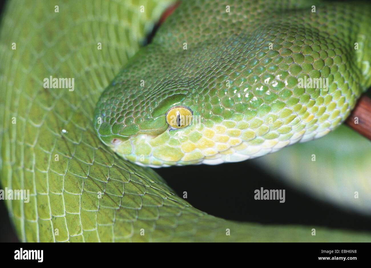 white-lipped tree viper (Trimeresurus albolabris Stock Photo - Alamy