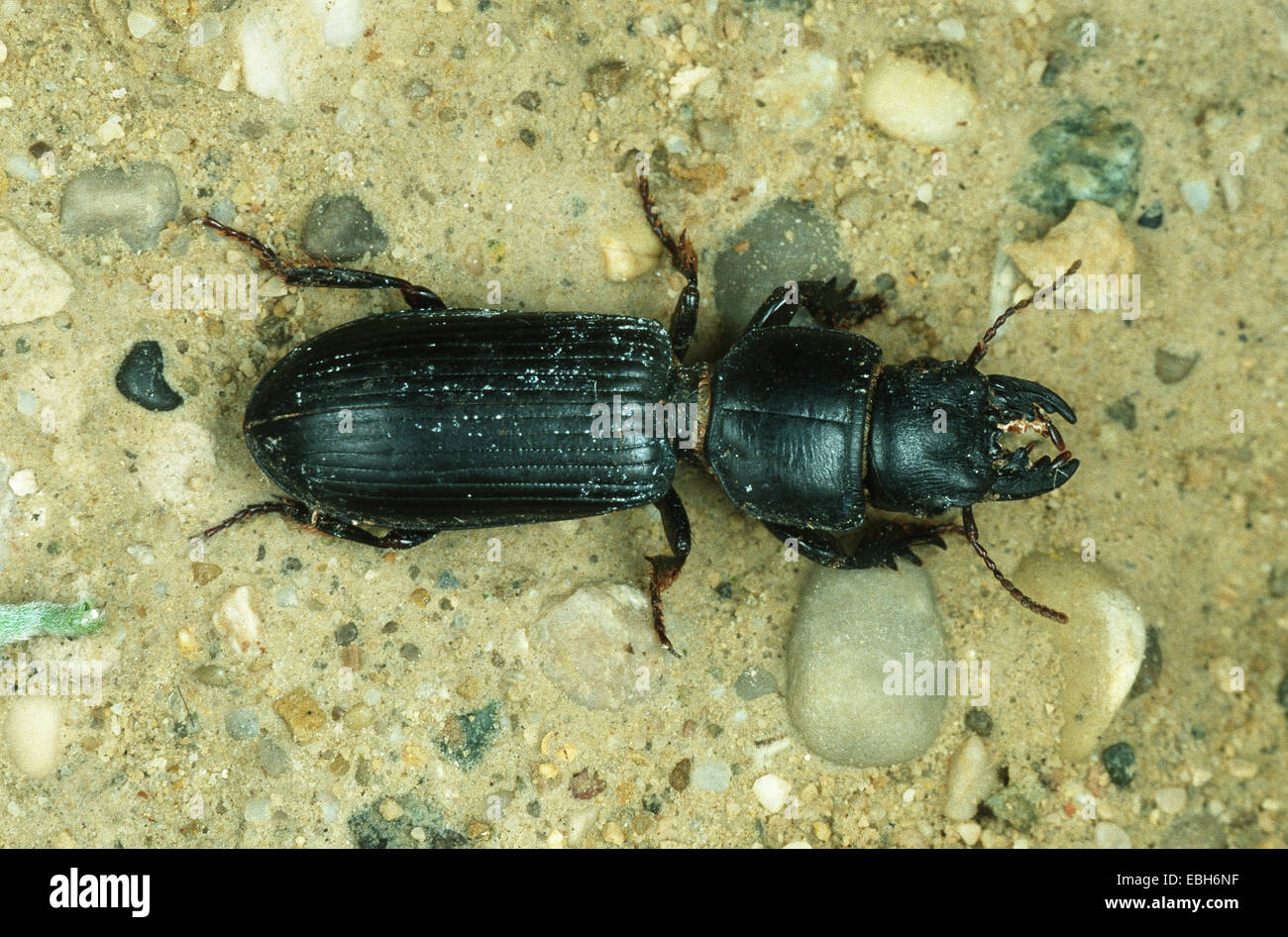 Scarites ground beetles hi-res stock photography and images - Alamy