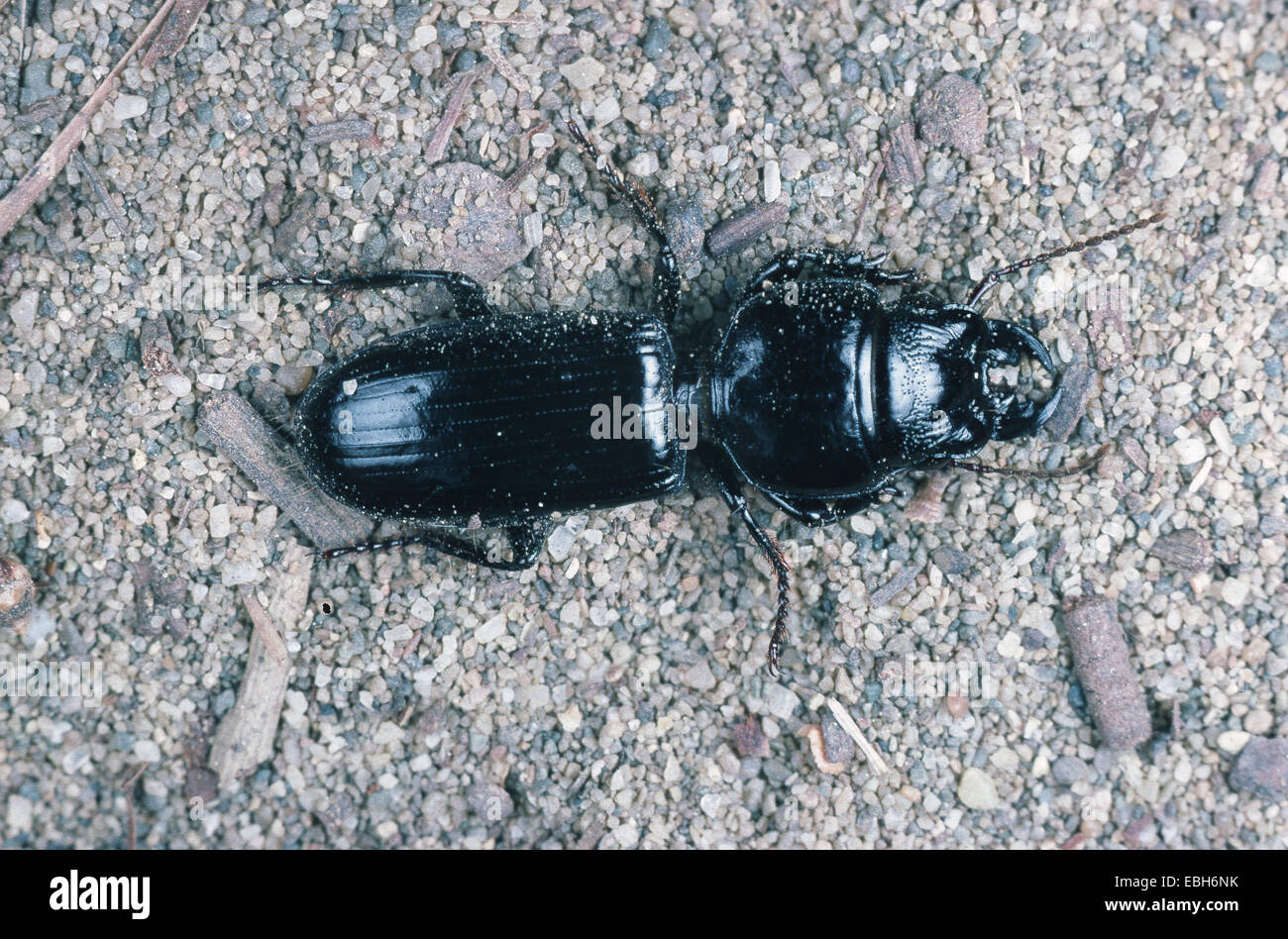 Scarites ground beetles hi-res stock photography and images - Alamy