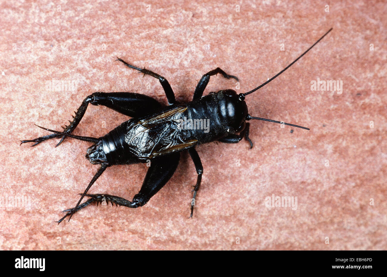 wood cricket (Nemobius sylvestris), sitting on a stone, top view Stock ...