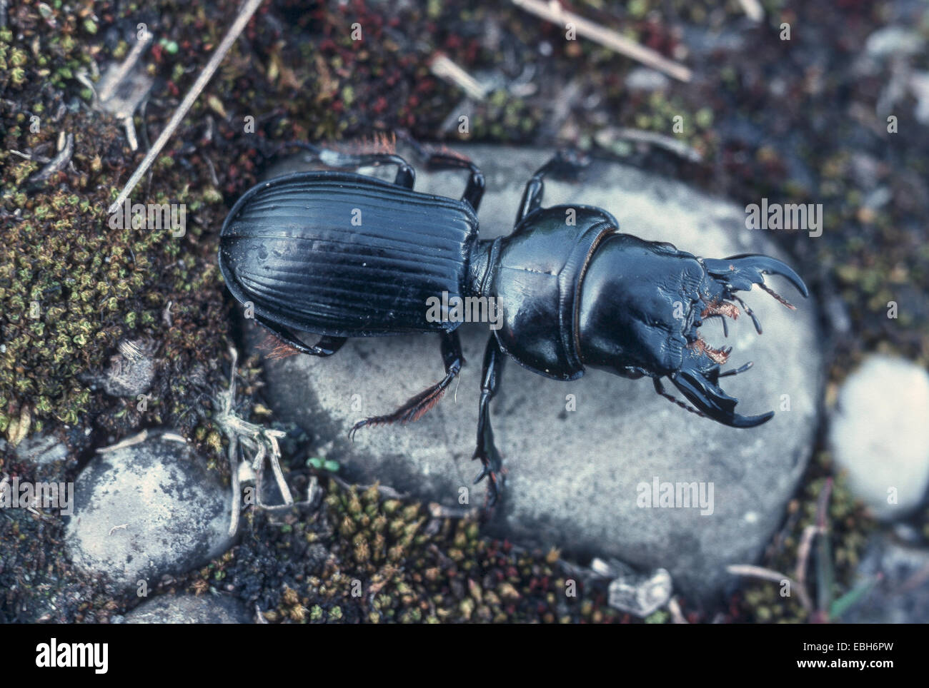 Scarites ground beetles hi-res stock photography and images - Alamy