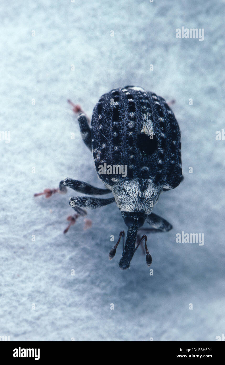 Figwort weevil hi-res stock photography and images - Alamy