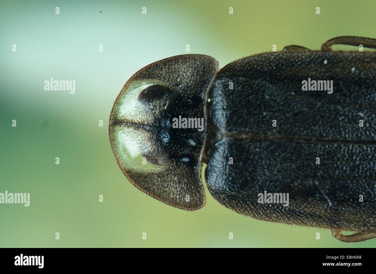 small lightning beetle (Lamprohiza splendidula), head, from above Stock ...