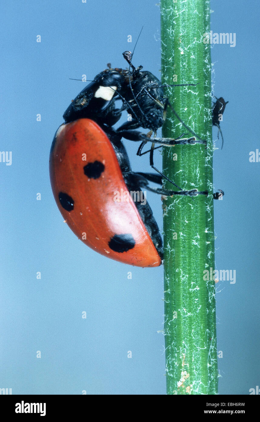 seven-spot ladybird, sevenspot ladybird, 7-spot ladybird (Coccinella ...