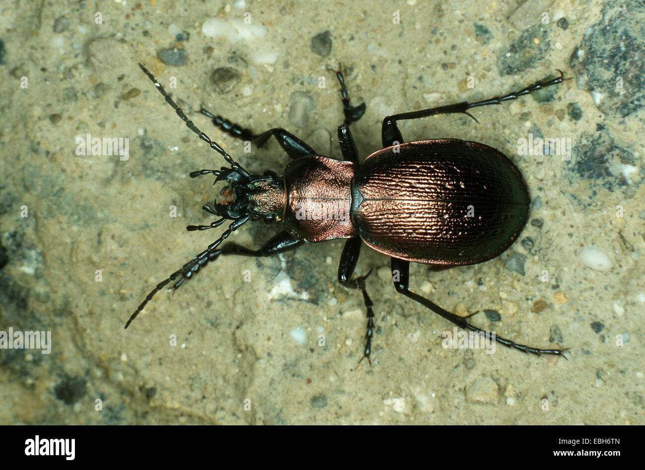 ground beetle (Carabus obsoletus Stock Photo - Alamy