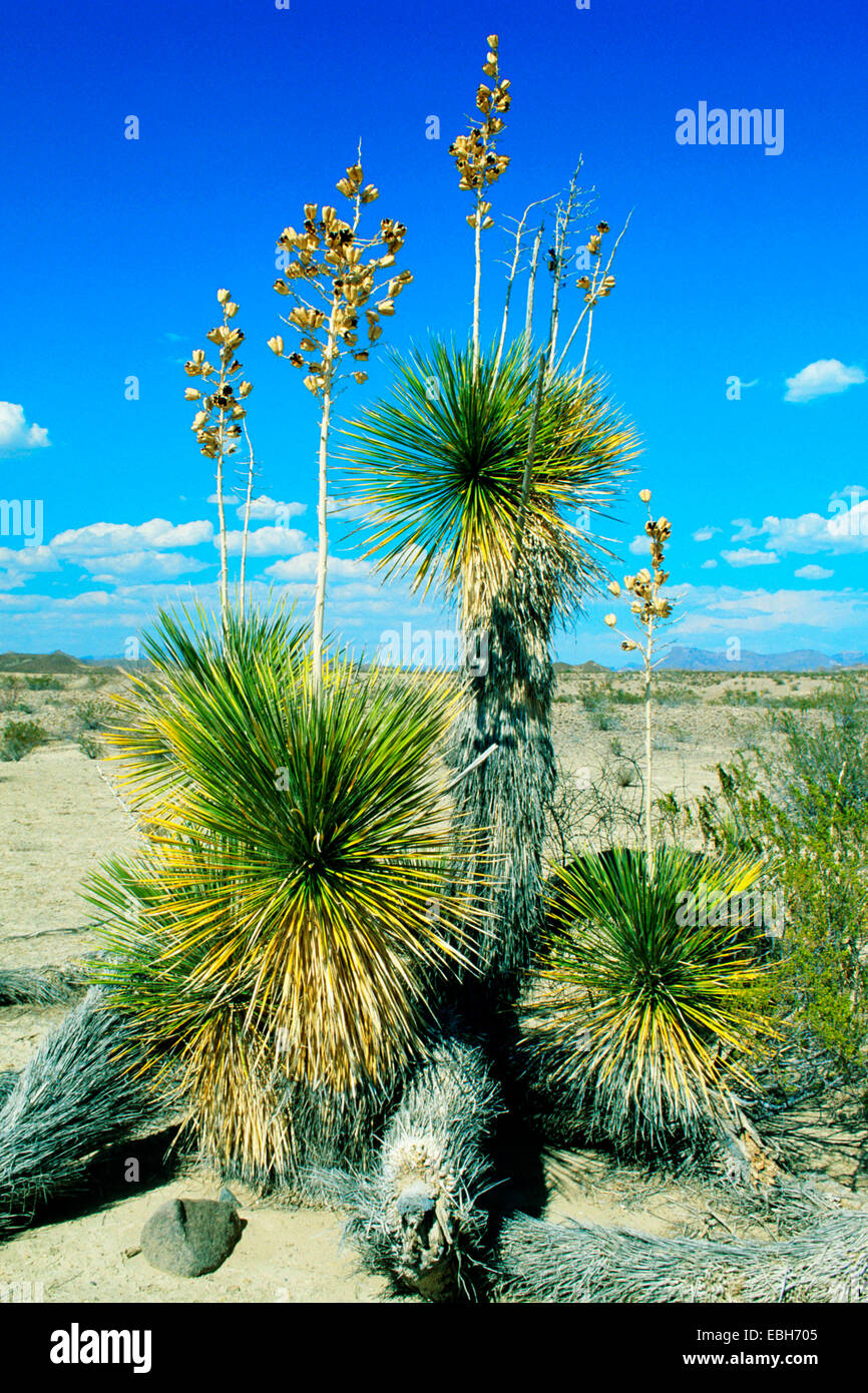Giant dagger yucca in big hi-res stock photography and images - Alamy