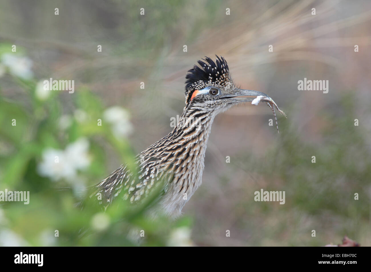 Lesser road runner geococcyx velox hi-res stock photography and images ...