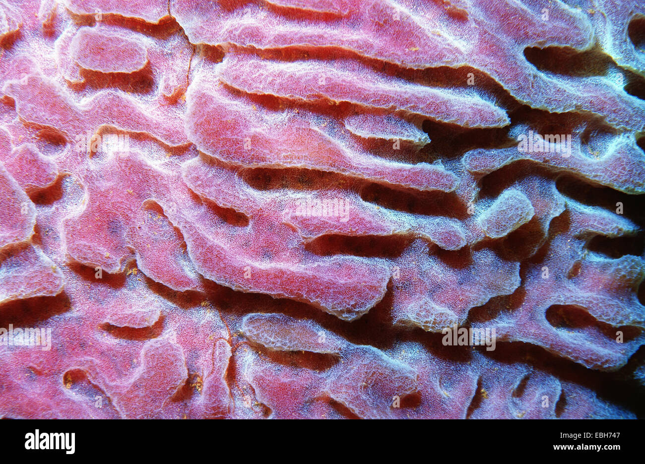 Azure vase sponge (Callyspongia plicifera Stock Photo - Alamy