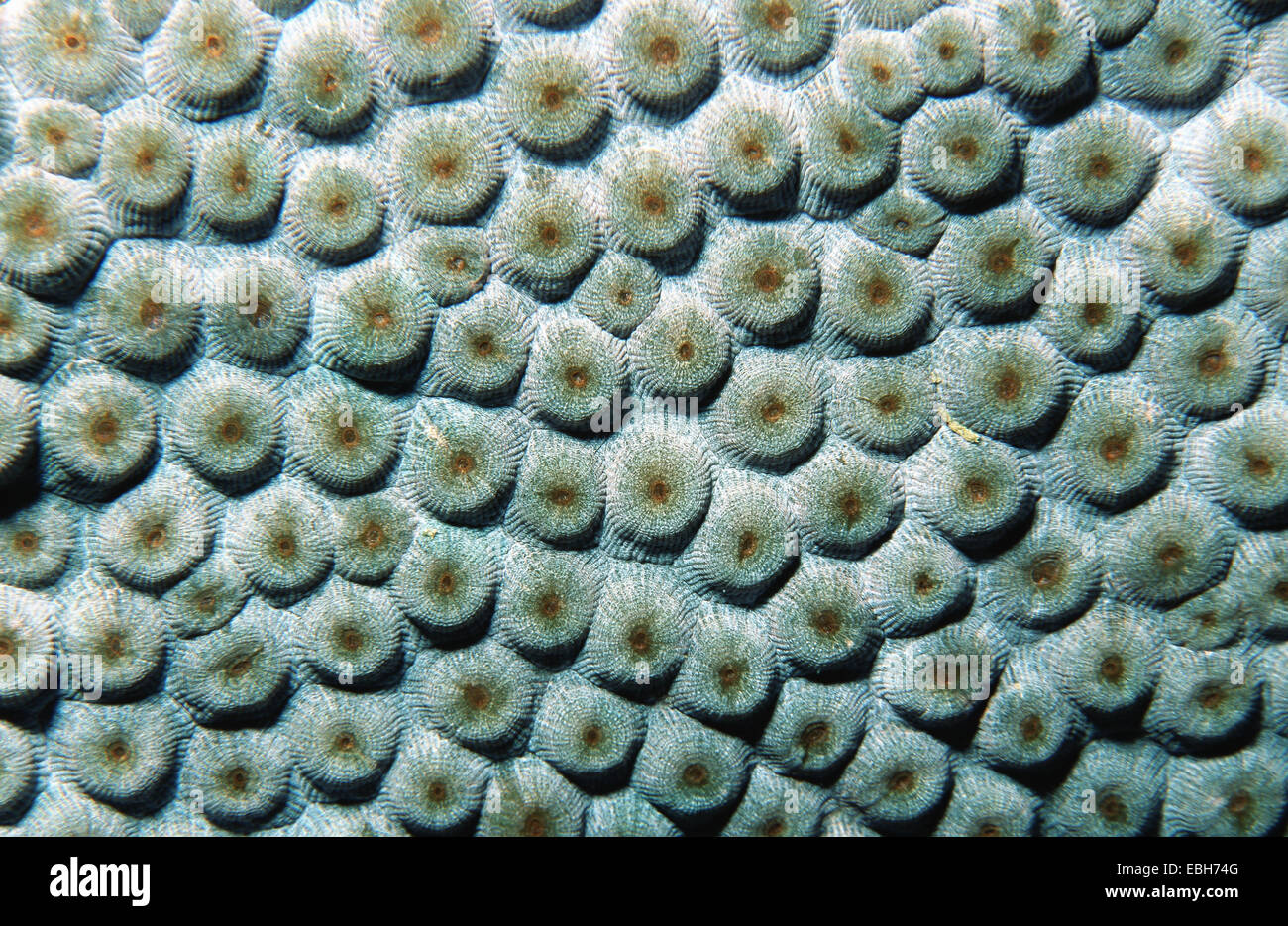 great star coral, large star coral (Montastrea cavernosa Stock Photo ...