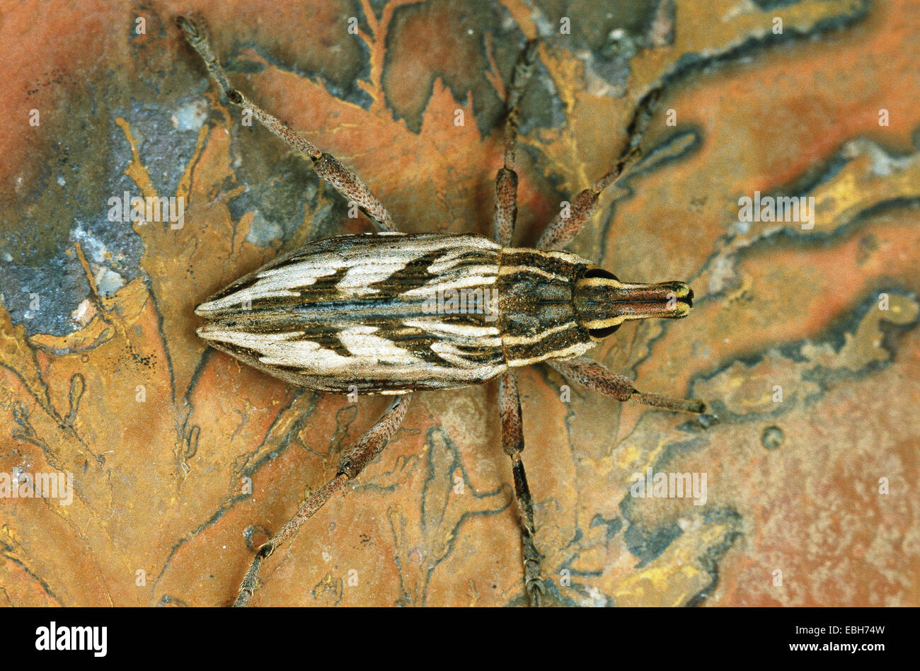 snout beetle, weevil (Coniocleonus nigrosuturatus Stock Photo - Alamy