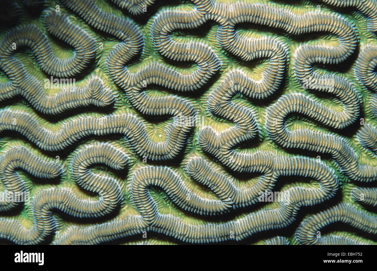 Boulder brain coral hi-res stock photography and images - Alamy