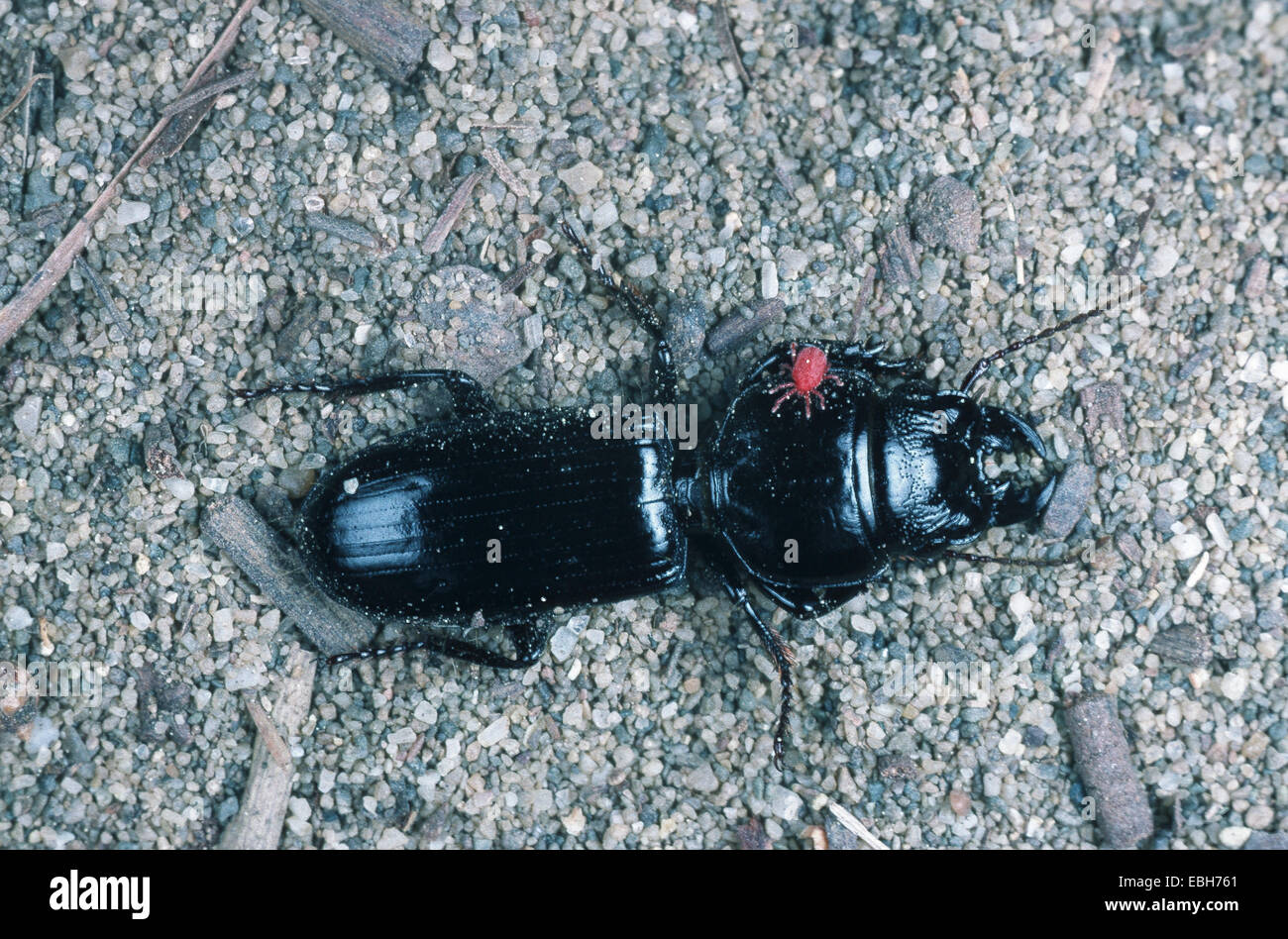 Scarites ground beetles hi-res stock photography and images - Alamy