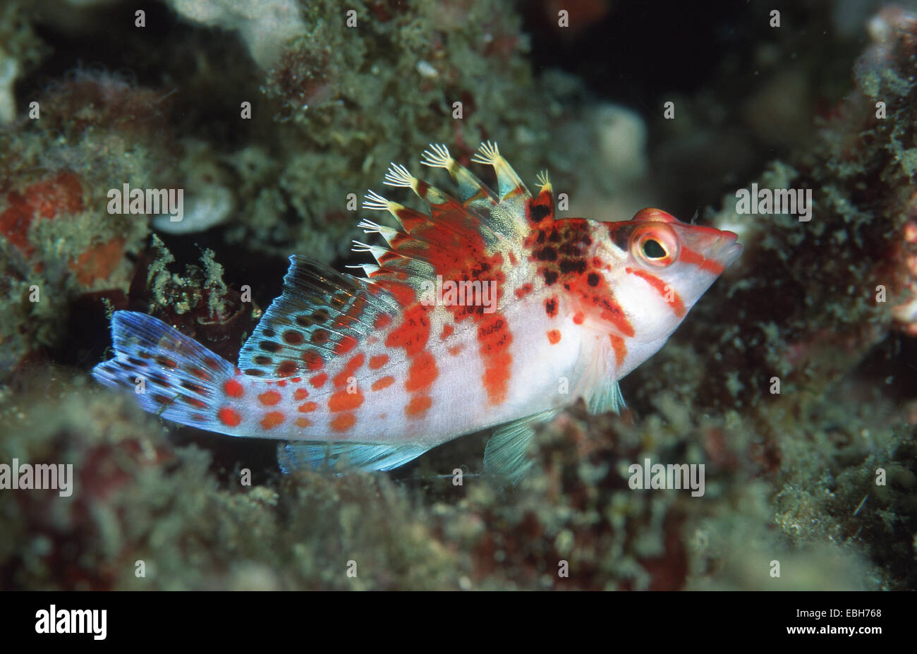 Dwarf hawkfish (Cirrhitichtthys falco Stock Photo - Alamy