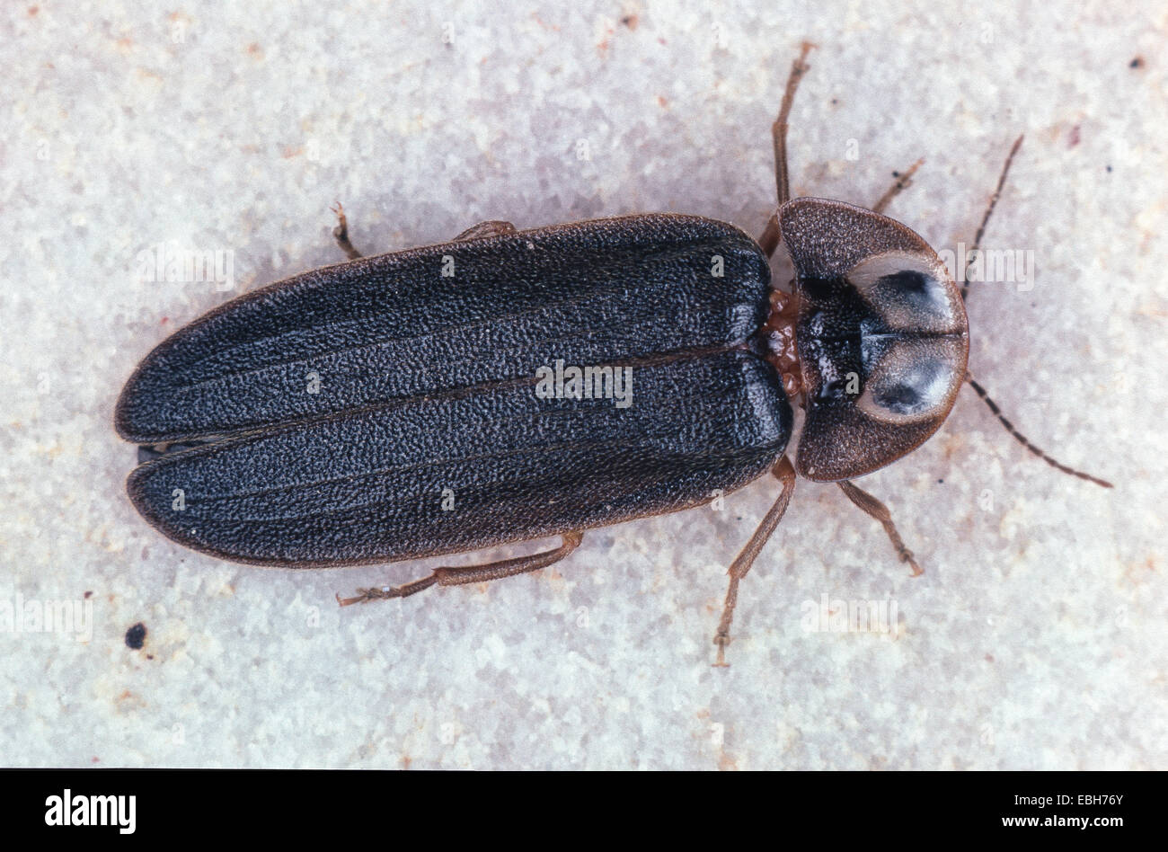 Lamprohiza splendidula hi-res stock photography and images - Alamy