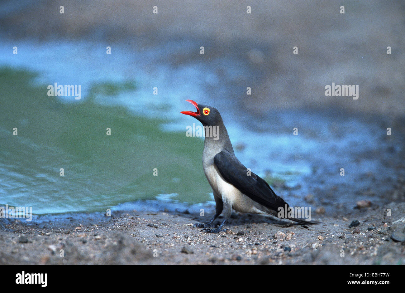 red-billed oxpecker (Buphagus erythrorhynchus Stock Photo - Alamy