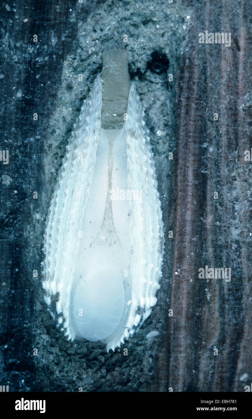 Barnea candida hi-res stock photography and images - Alamy