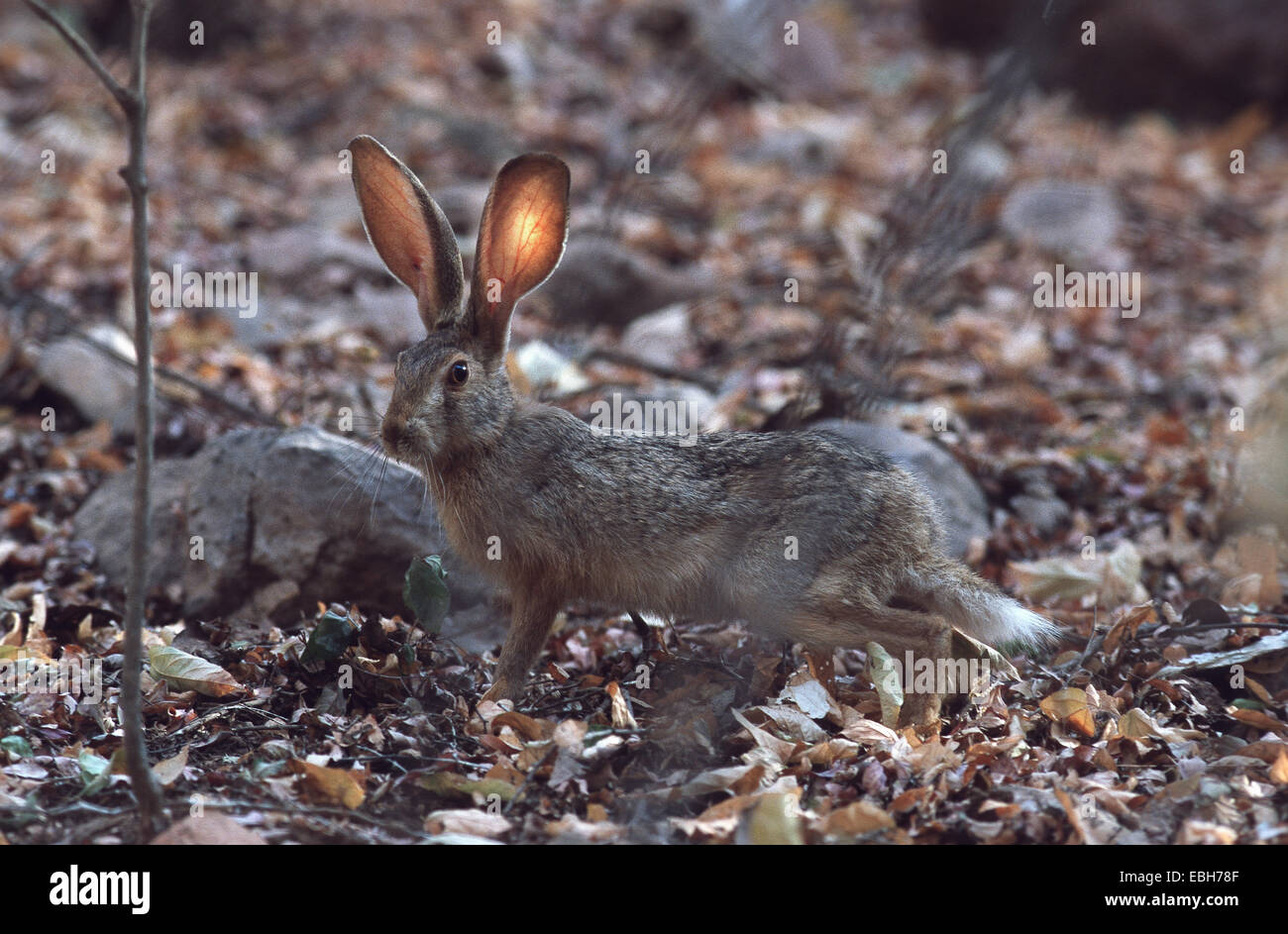 Indian hare (Lepus nigricollis), adult Stock Photo - Alamy