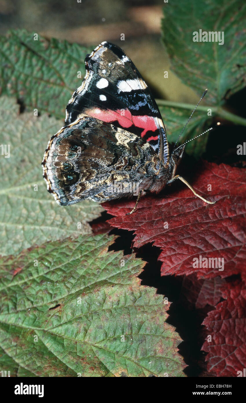 red admiral (Vanessa atalanta Stock Photo - Alamy