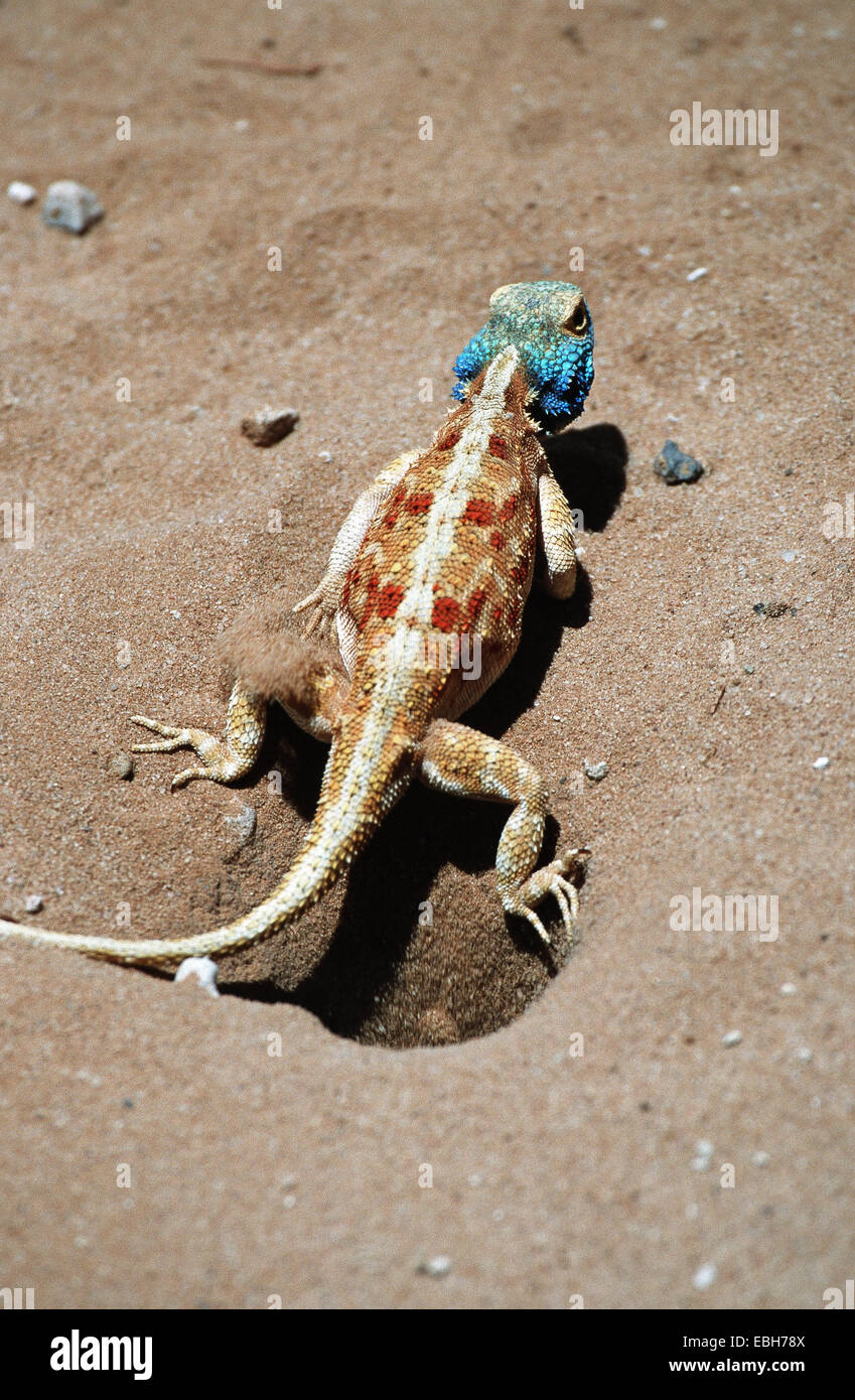 ground agama (Agama aculeata Stock Photo - Alamy