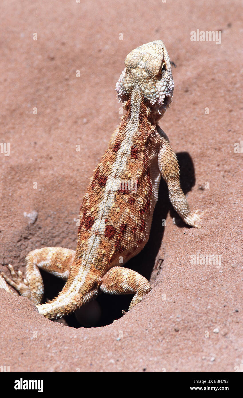 ground agama (Agama aculeata Stock Photo - Alamy