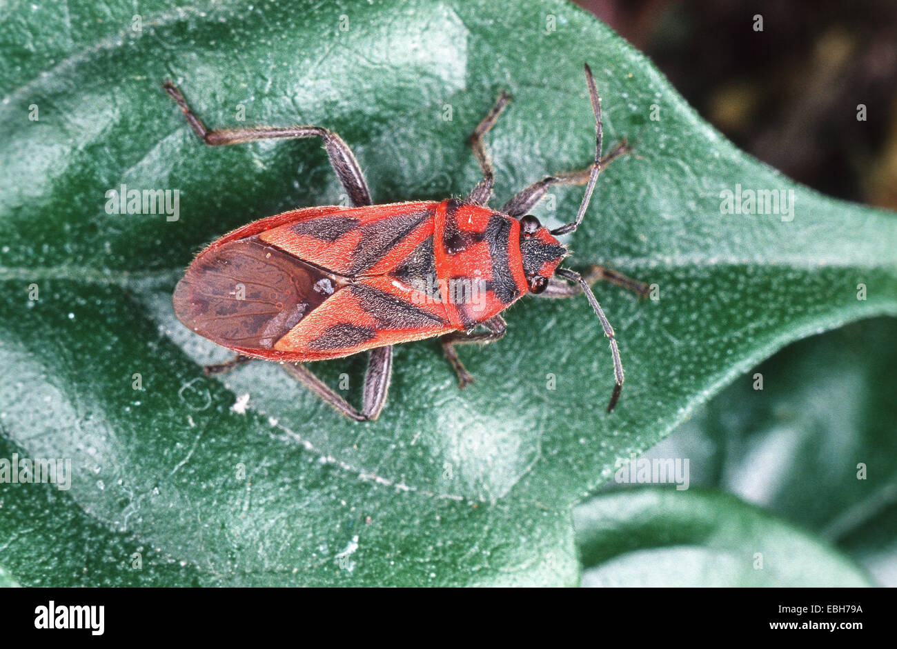 Servus hi-res stock photography and images - Alamy