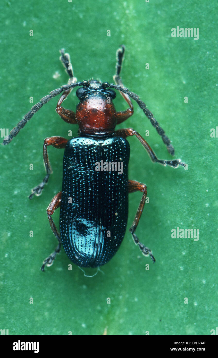 leaf beetle (Oulema melanopus Stock Photo - Alamy